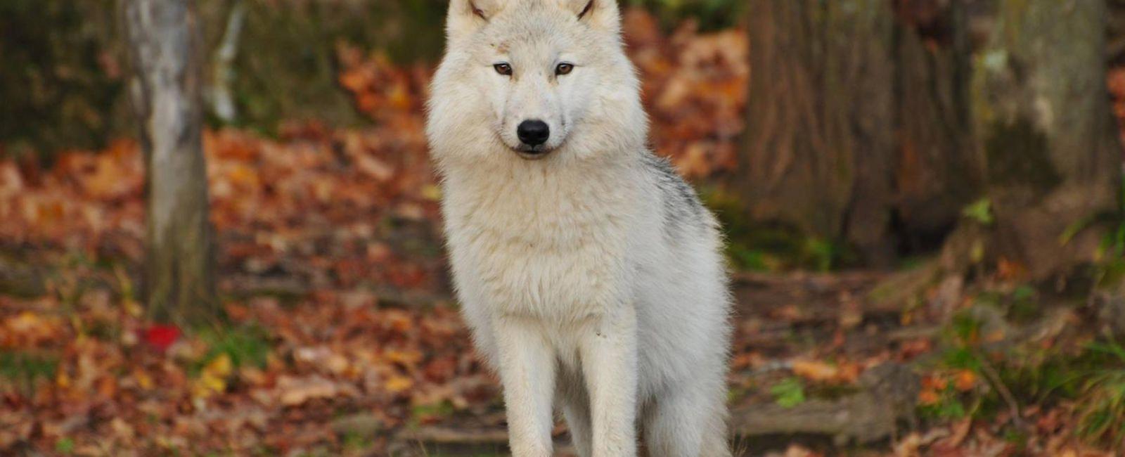 Suspect Your Dog Is Part Wolf? Here’s How You Can Tell | Woof & Beyond