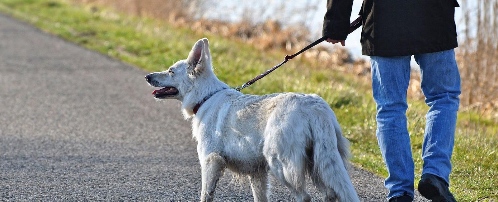 Why Do Dogs Walk Behind You? | Woof & Beyond