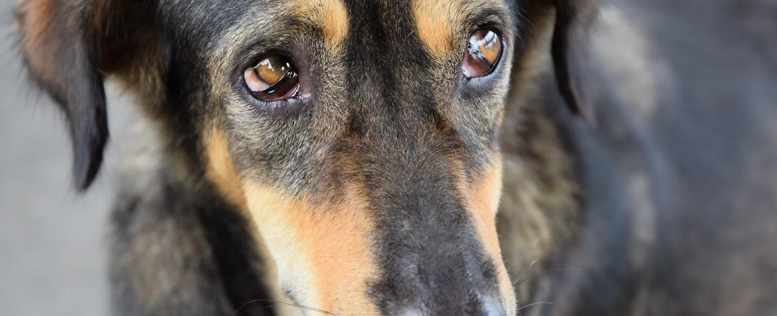 Fan Phobia: Understanding and Helping Your Dog Overcome Their Anxiety ...