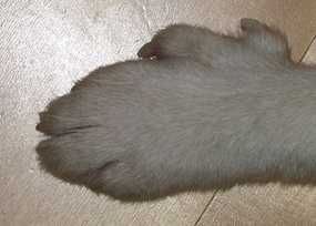 How Many Toes Does a Dog Have? | Woof & Beyond