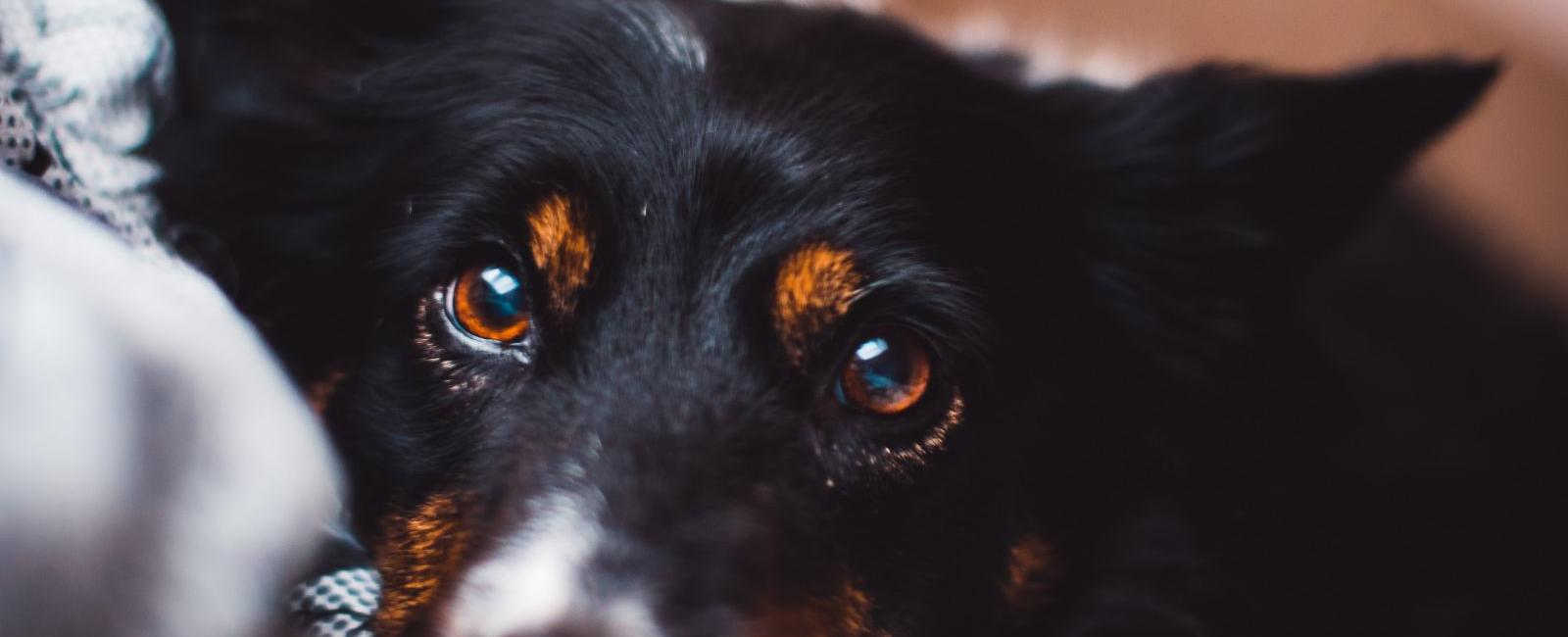 Dog Vision: How Dogs See the World | Woof & Beyond