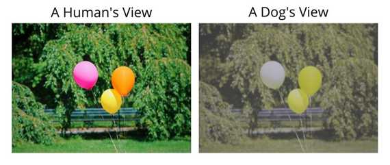 Dog Vision: How Dogs See the World | Woof & Beyond