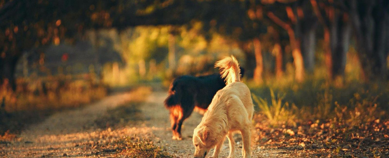 How to Keep Dogs Away: What to Do & What to Avoid | Woof & Beyond