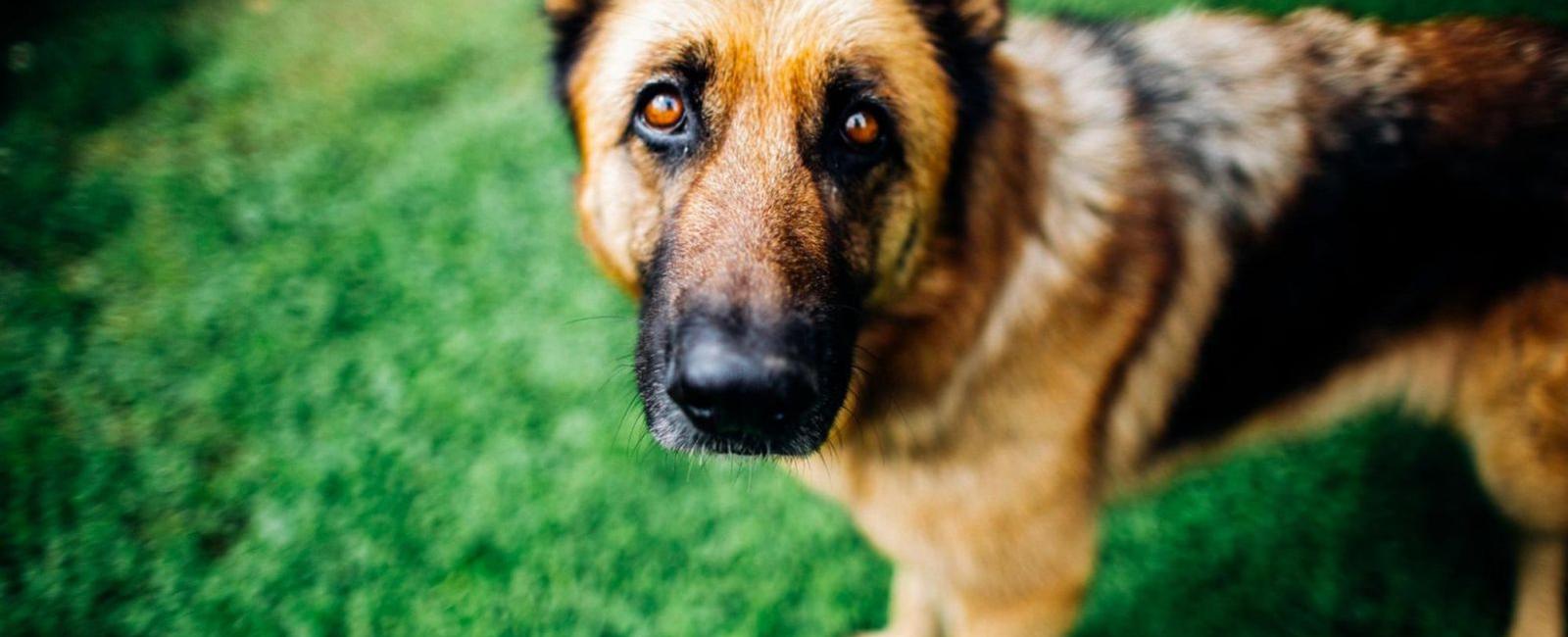 Multilingual Dogs: Why Are Some Trainers Using German to Train Their ...