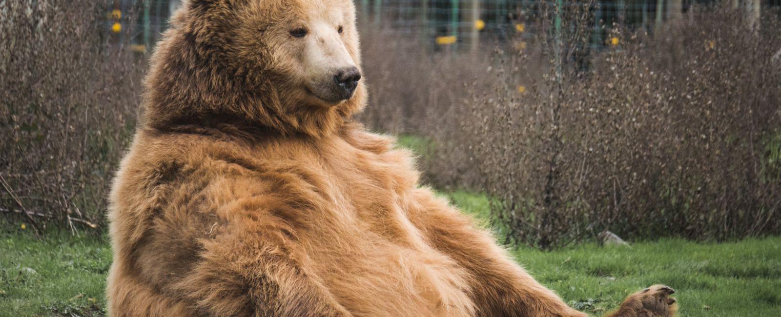 Are Bears Related to Dogs? | Woof & Beyond