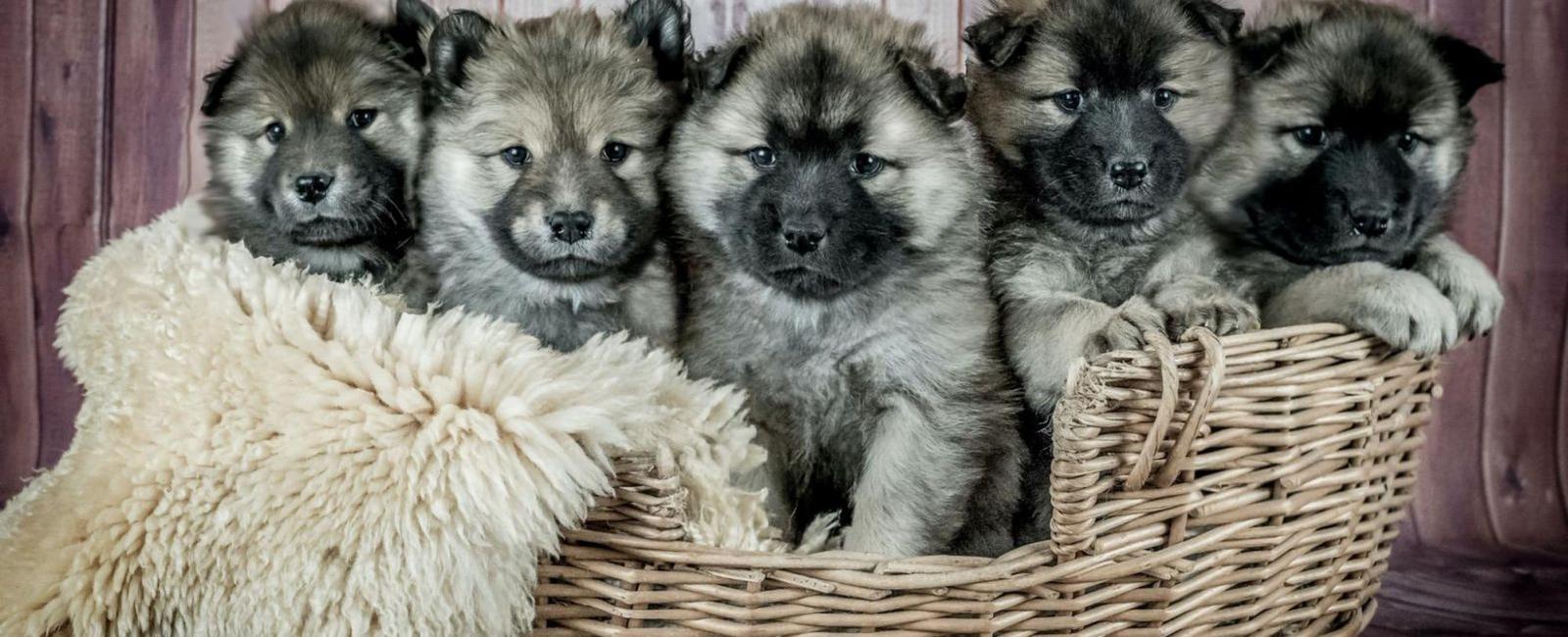 Breeding Dog Without Breeding Rights: What’s Legal and What’s Not ...