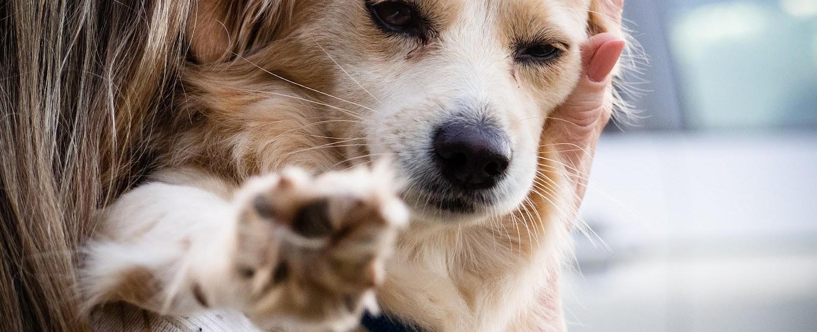 Is It Bad to Cry in Front of Your Dog? | Woof & Beyond