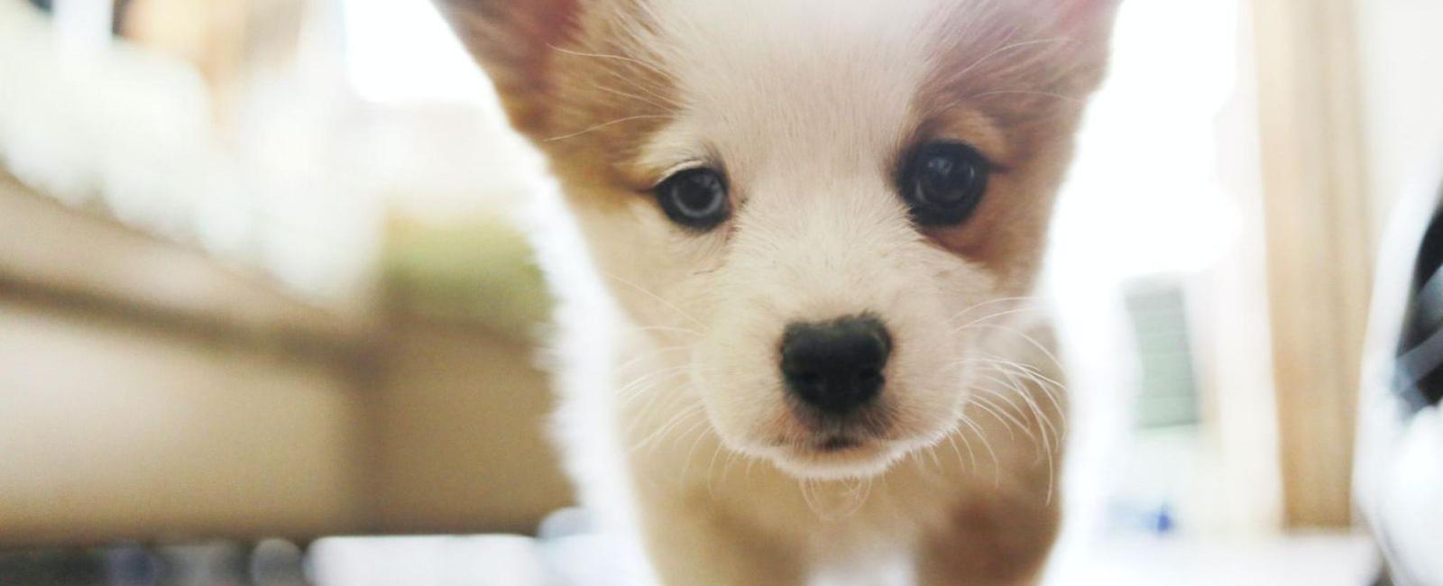 The Secret to a Happy, Confident Puppy When You're Away | Woof & Beyond